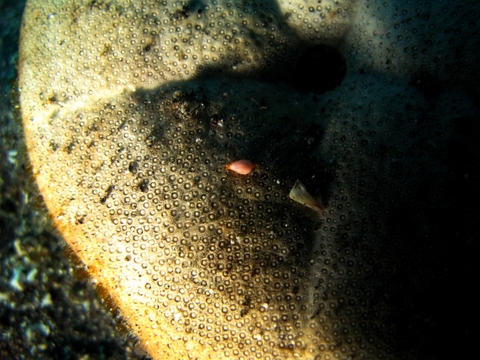 ツユダマガイCrithe nipponica - 美しい海が永遠でありますように｜伊豆,大瀬崎,初島,海洋公園ダイビング情報